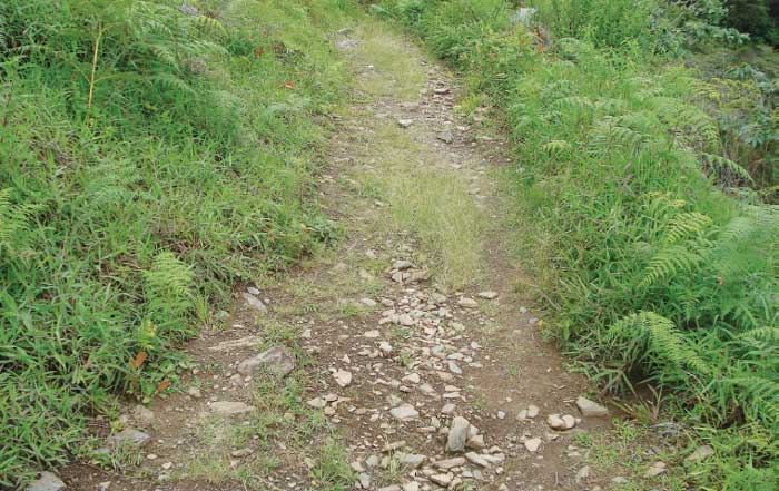 Camino Precolombino de Yunga Cruz - La Paz - Bolivia es turismo